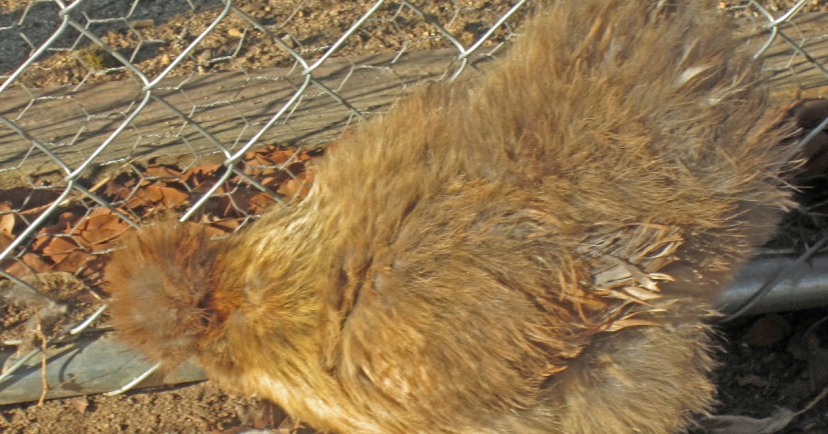 Hibiscus House: Tufted/rumpless Araucana Chick Update.