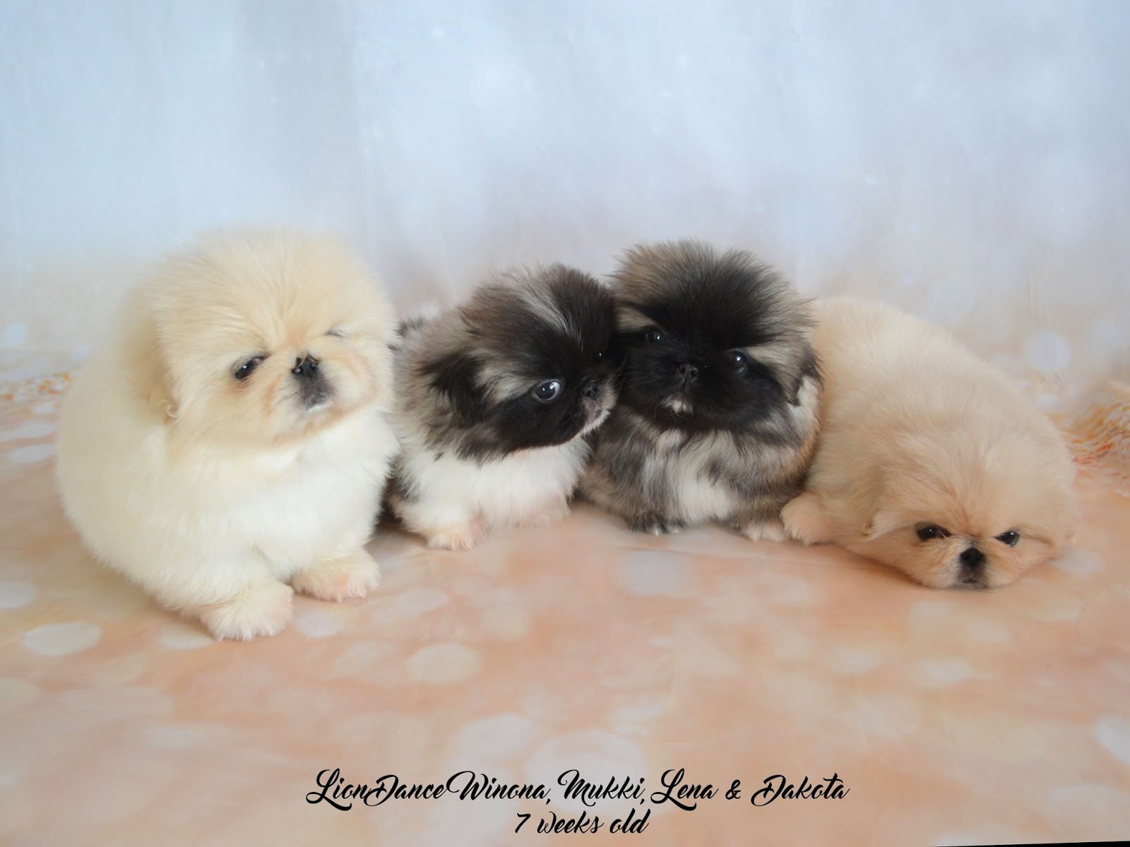 Cachorras de Pekinés - Pekingese Puppies Edi & Triana - Lion Dance ...