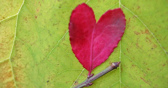 Leaf love: beautiful heart shaped leaves | Empowerment Zone