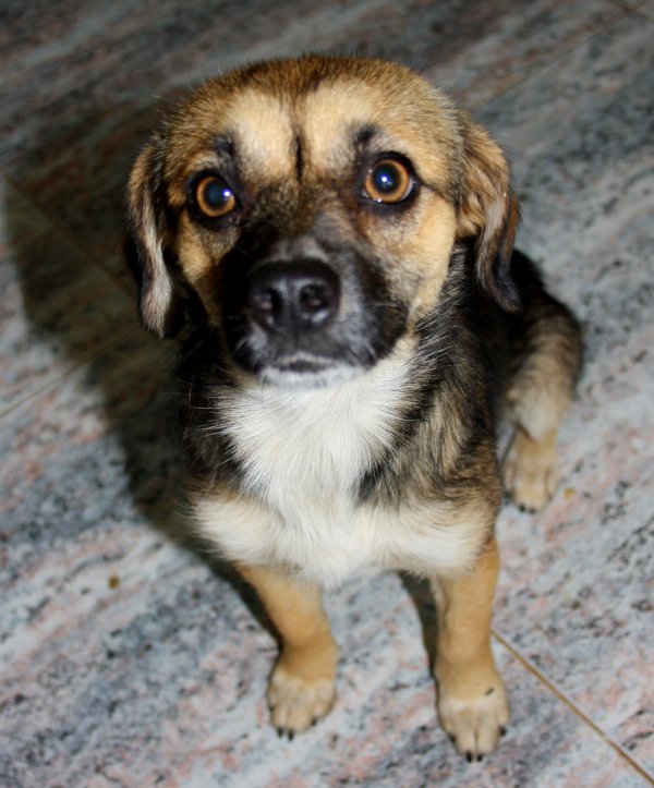 NOBLE GALGO: LINDA y PUCHI, rescatados de un coto de caza un día de ...