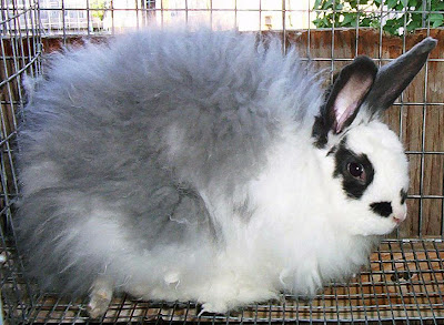 French Angora