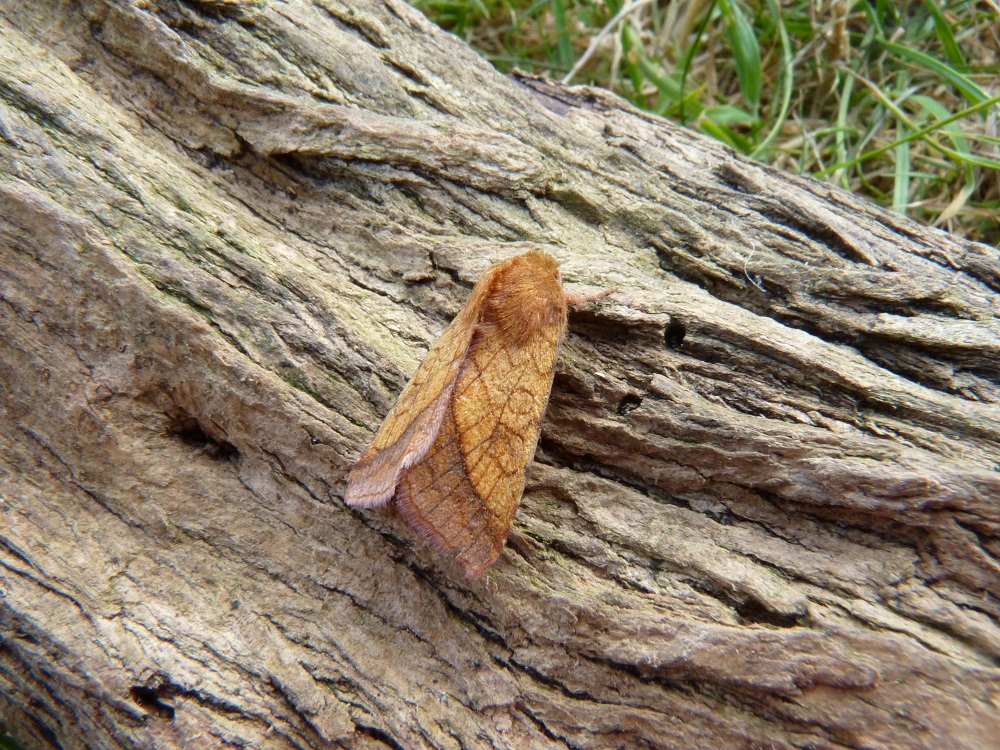 Mothing in Dorset: A Post All About Moths!