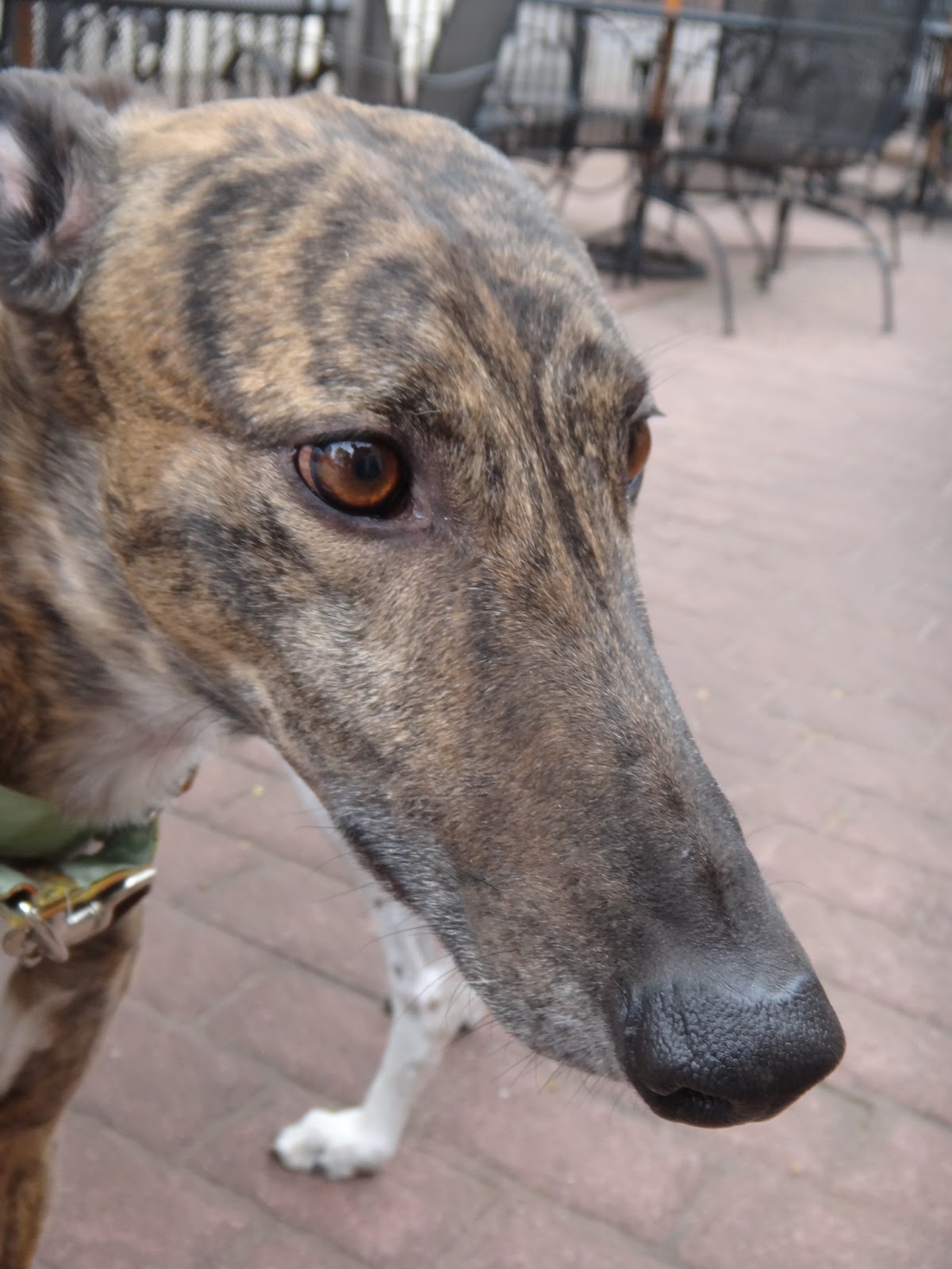 Northern Lights Greyhound Adoption Dog Blog: NLGA Photo Roundup ...
