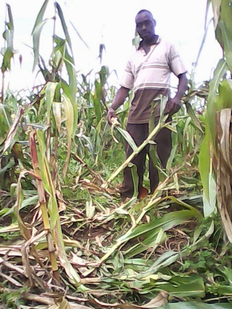 Laikipia Rural Voices (LRV): Elephants damages crops in Matwiku