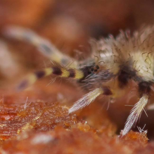 ムシをデザインしたのはダレ？: アヤトビムシ科 Homidia pseudosinensis