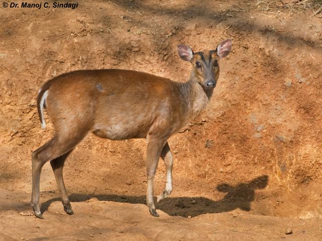 Untamed Traveller: Barking Deer - Kakad