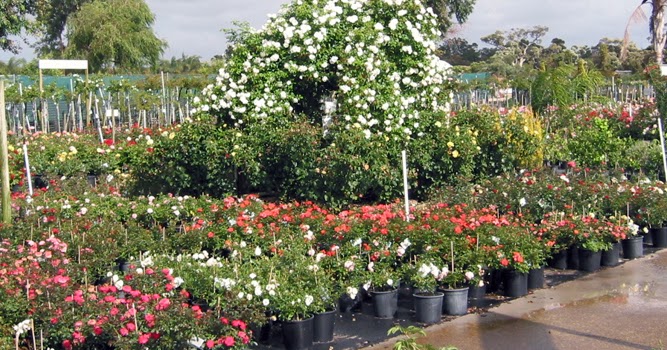 Budidaya Palem Putri, Botol, Merah dan Raja - Jasa Taman Profesional di ...