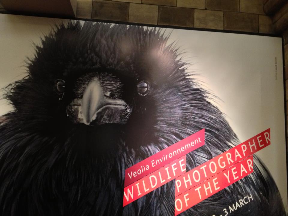 The Raven hits London! – Canadian Wildlife Photography Tours and Workshops