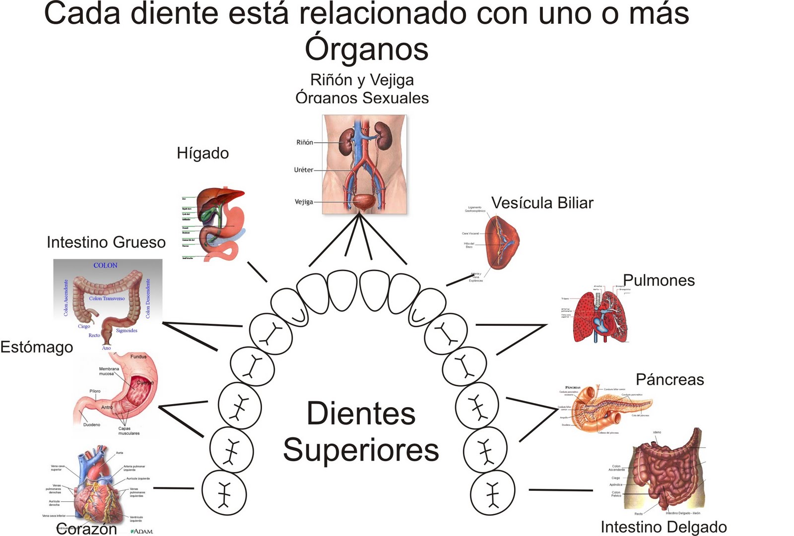 odontología holística: Relaciones Energéticas y Emocionales de la ...