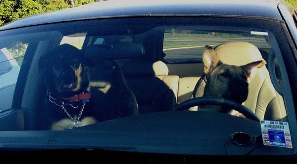 40 Cool dogs driving cars (40 pics) | Amazing Creatures