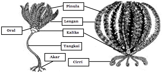 Struktur dan Fungsi Tubuh Echinodermata | Mikirbae.com