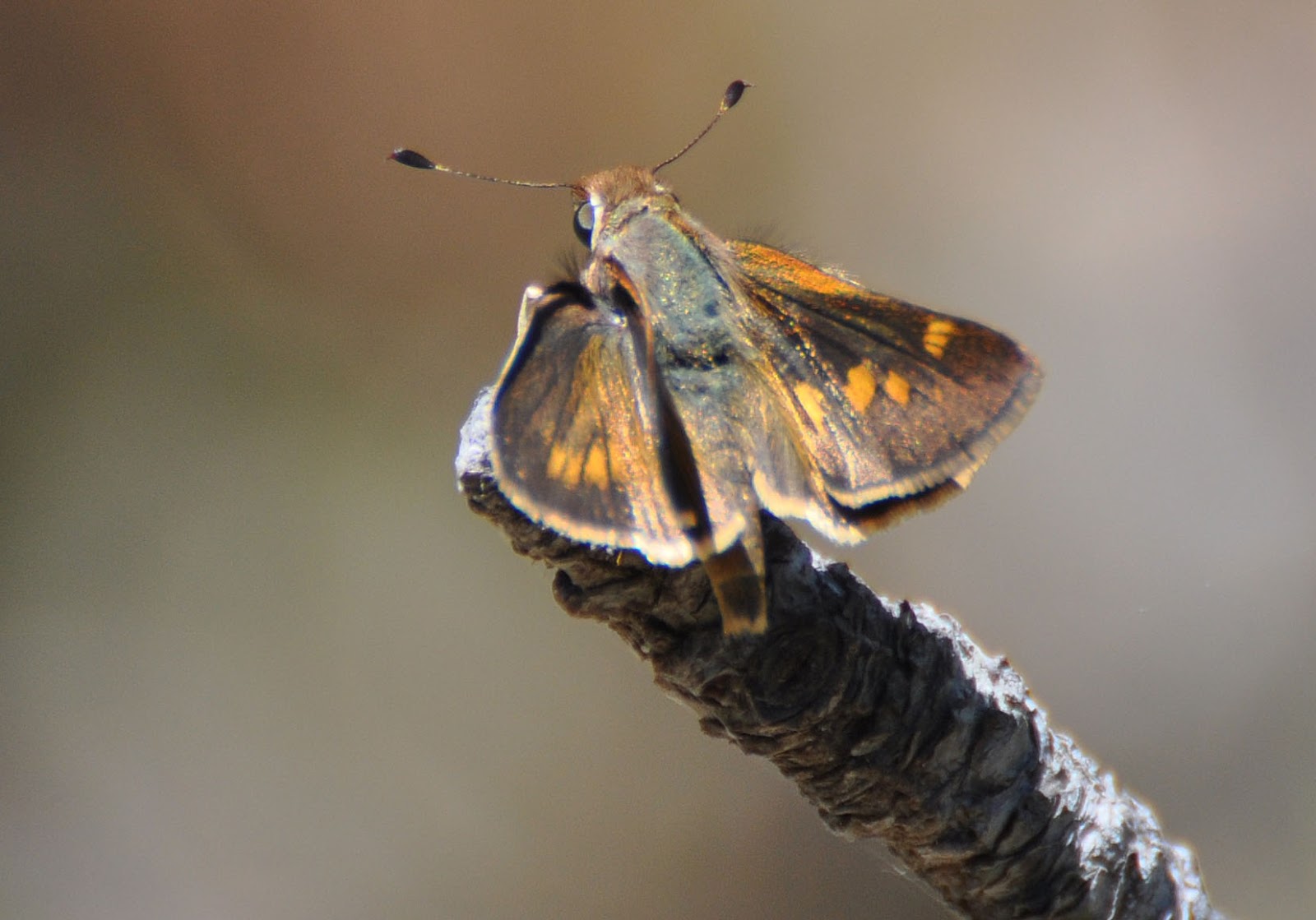 Mother Nature's Backyard - A Water-wise Garden: Umber Skipper Butterfly ...