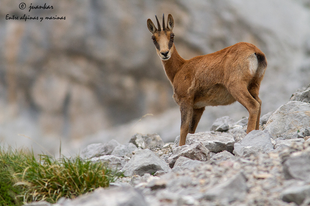 Entre alpinas y marinas.: Rebeco cantábrico.