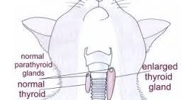 Feline Hyperparathyroidism - animal world