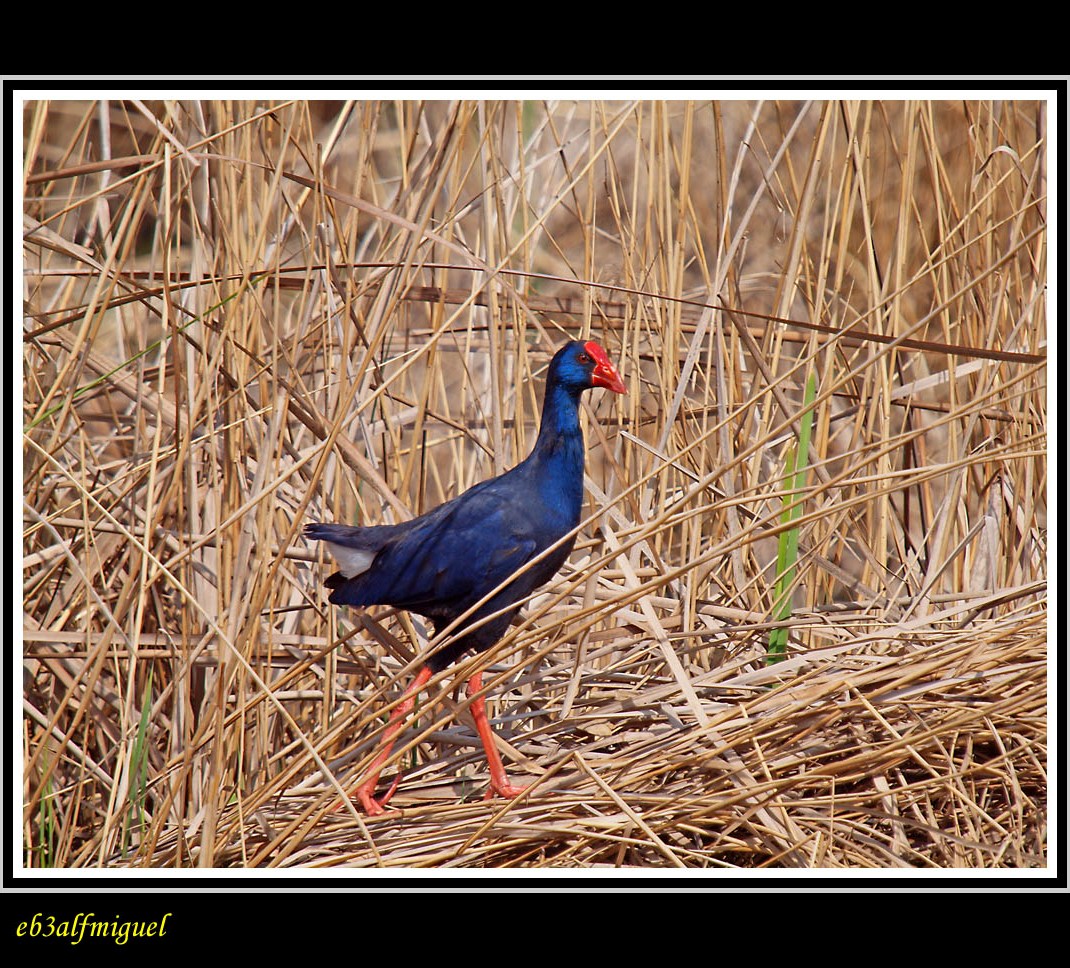 MIS AMIGAS LAS AVES: Calamón común (Porphyrio porphyrio)