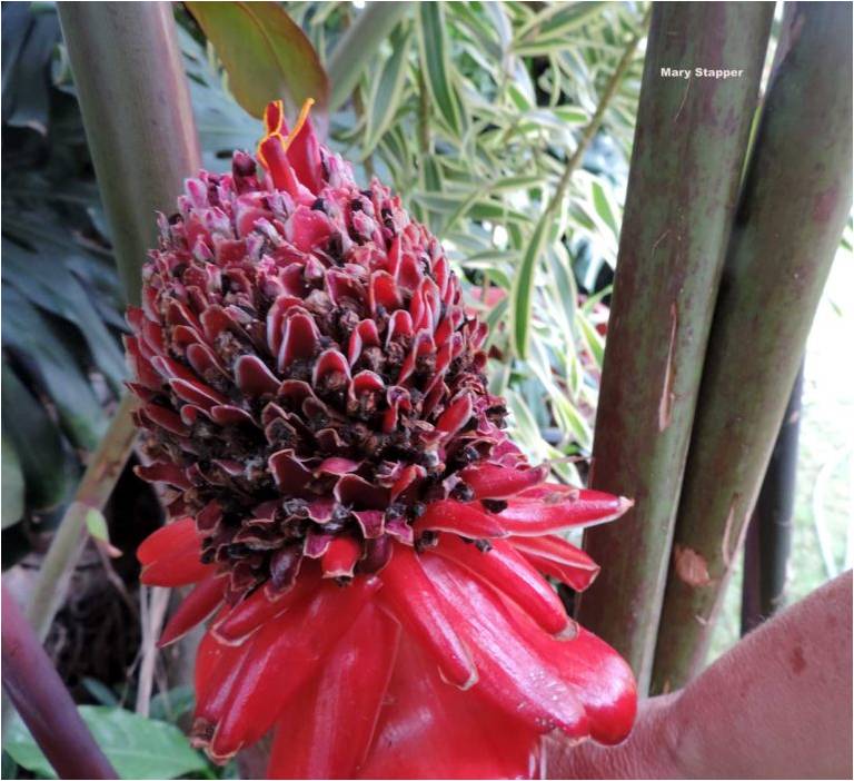 CRONICAS DE CUCUTA: 1351.- FLORES DE CUCUTA