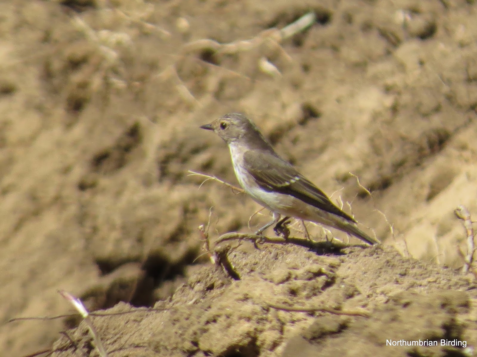 Northumbrian Birding: A Week in Corfu