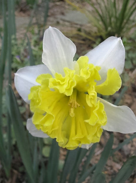 In the Garden: Georgia Pine Pollen