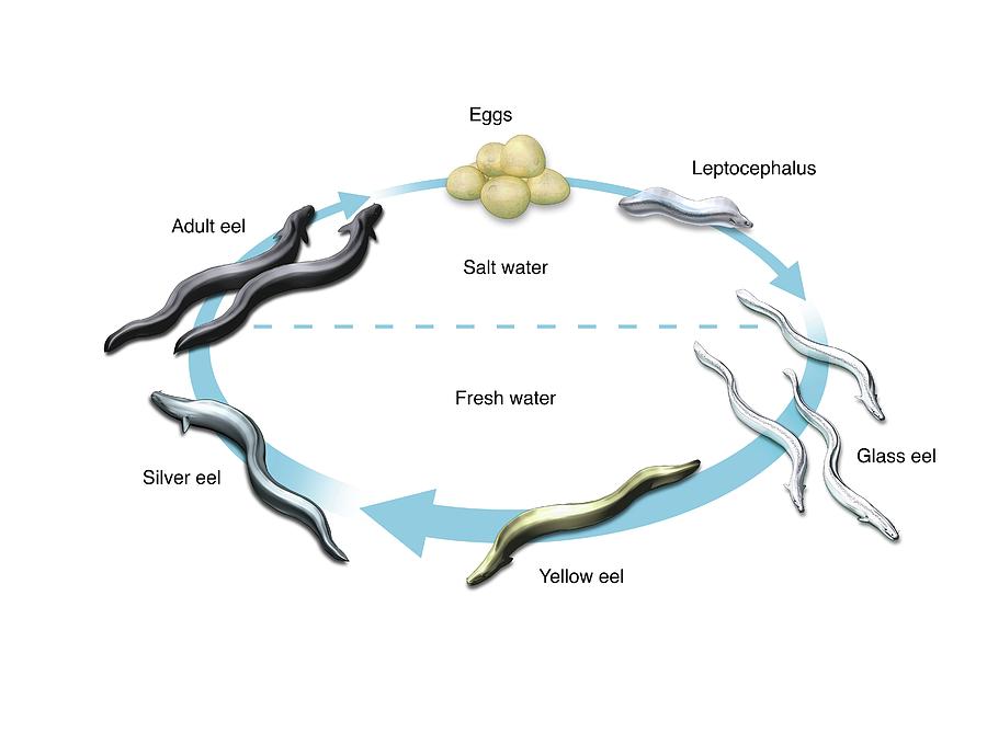 Siklus Hidup Ikan Sidat