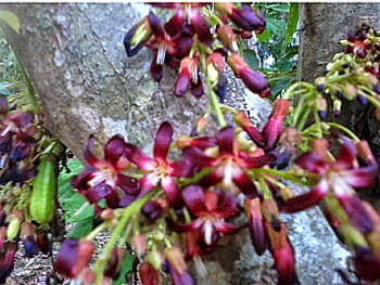Tree sorrel-Averrhoa bilimbi-Bilin | SL Flora