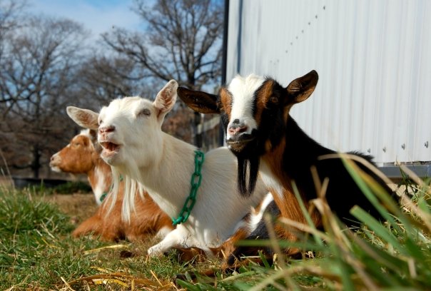 Mid-America Homesteading Conference: FAMACHA training confirmed!