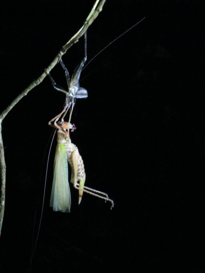 Erinabroad: Into the wild