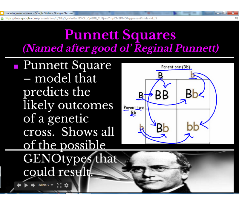 EC Honors Biology: Monday February 22nd - Punnett Square Intro
