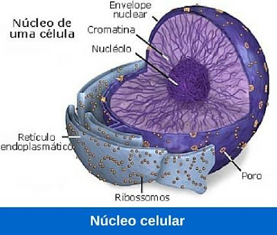 NÚCLEO CELULAR