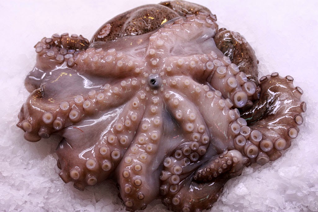 Mundo Animal : Los pulpos!