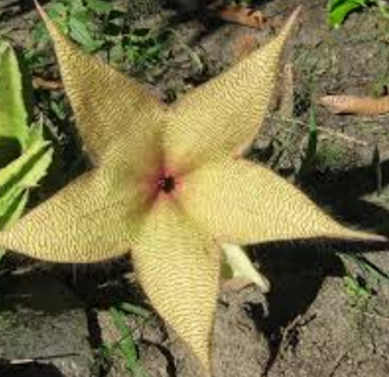 10 Bunga Paling Berbau Busuk di Dunia Beserta Gambarnya | ALL ABOUT FLOWER