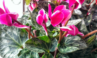 SIKLAMEN (Cyclamen) BAKIMI | Çiçek Bakımı, Çiçek Çeşitleri, Çiçek ...