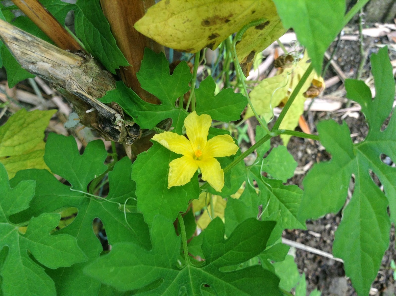 The Practical Farmer on Safe, Sustainable & Natural Farming Practices ...