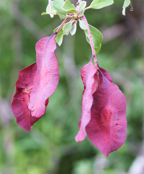 Leopard's View Game Lodge: Tree of the month