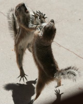 Squirrels fighting | Funny