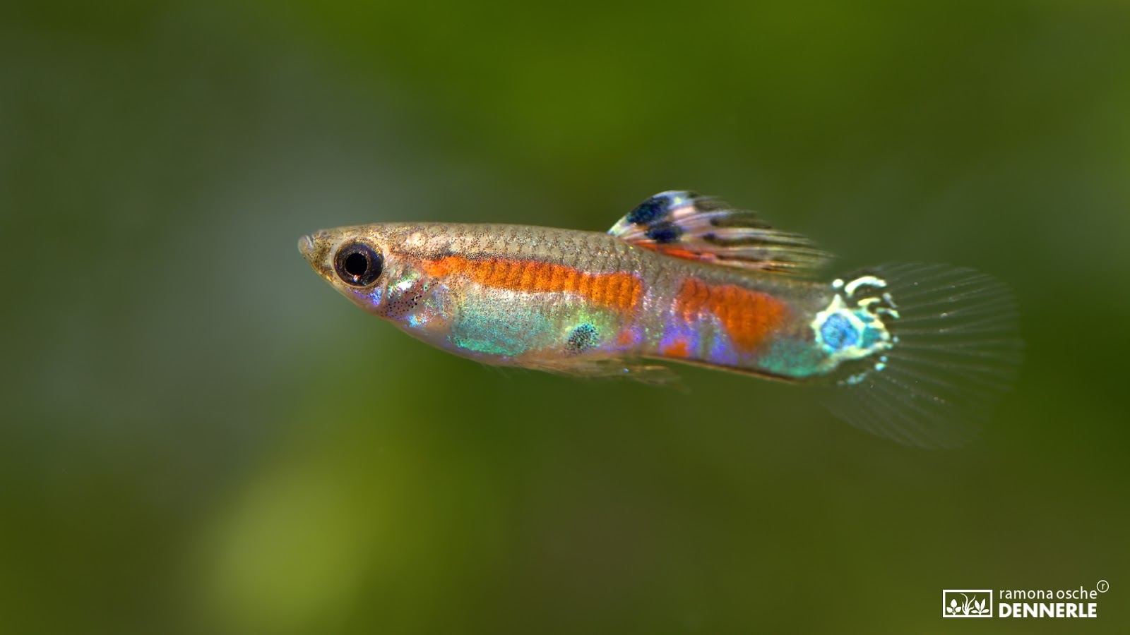 Mania de Aquário: Guppy (Lebiste)