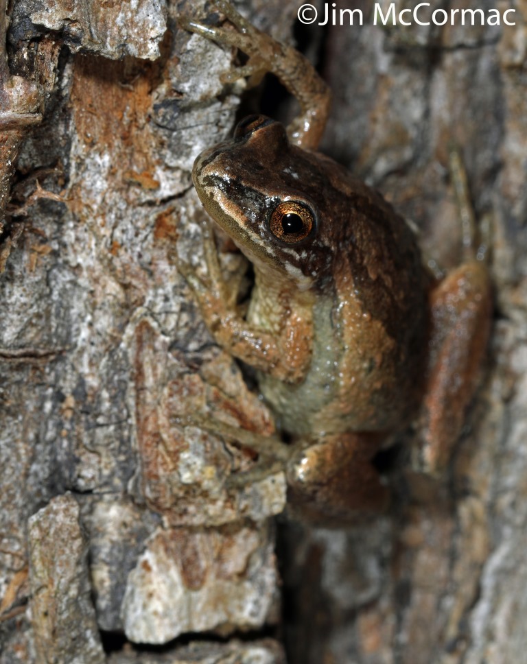 Ohio Birds and Biodiversity: Salamander (mega) migration!