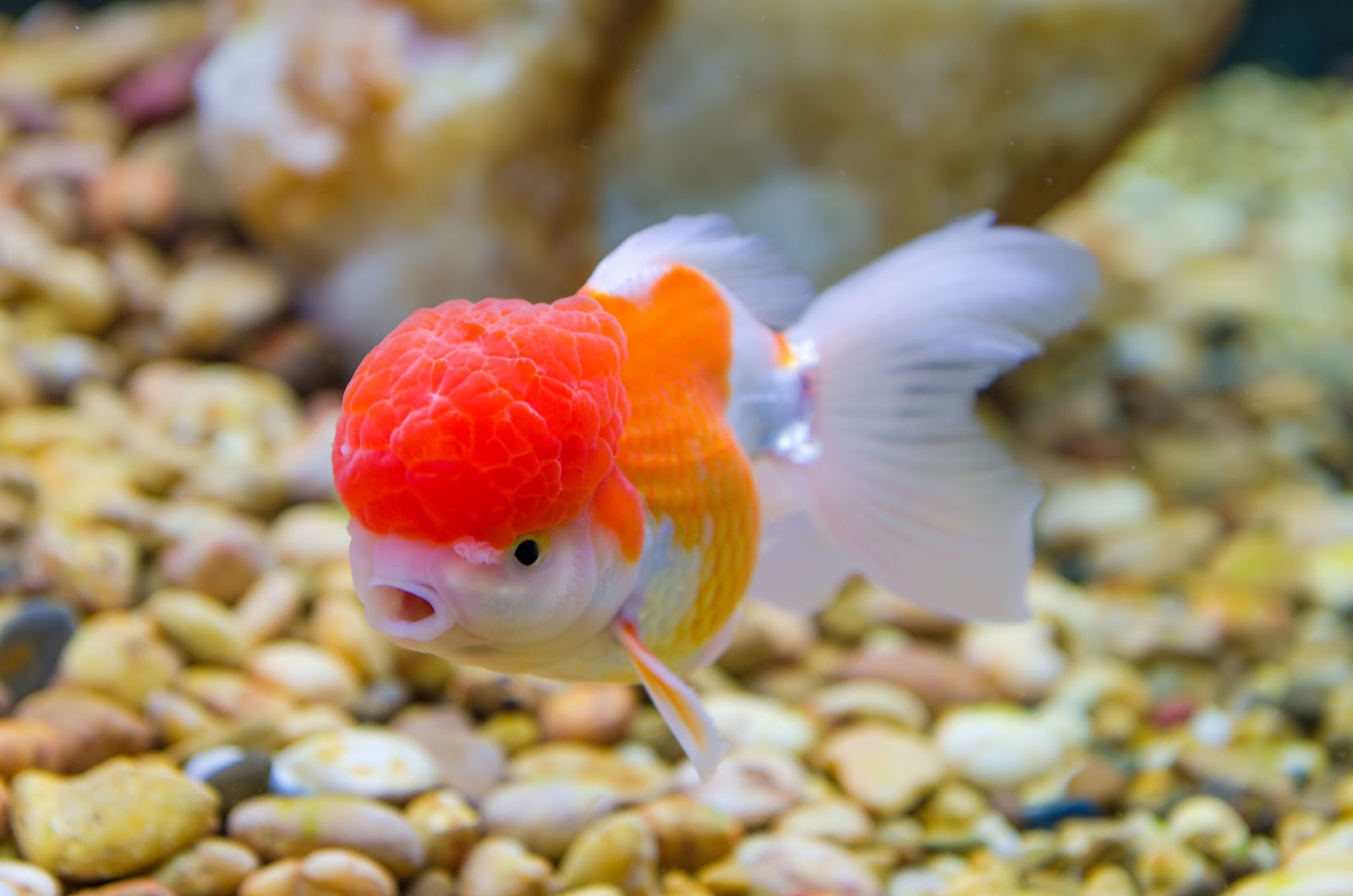 Lionhead Goldfish
