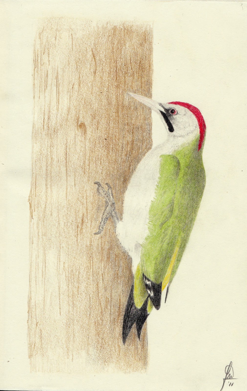 Blue Nature, el blog: Láminas de dibujo