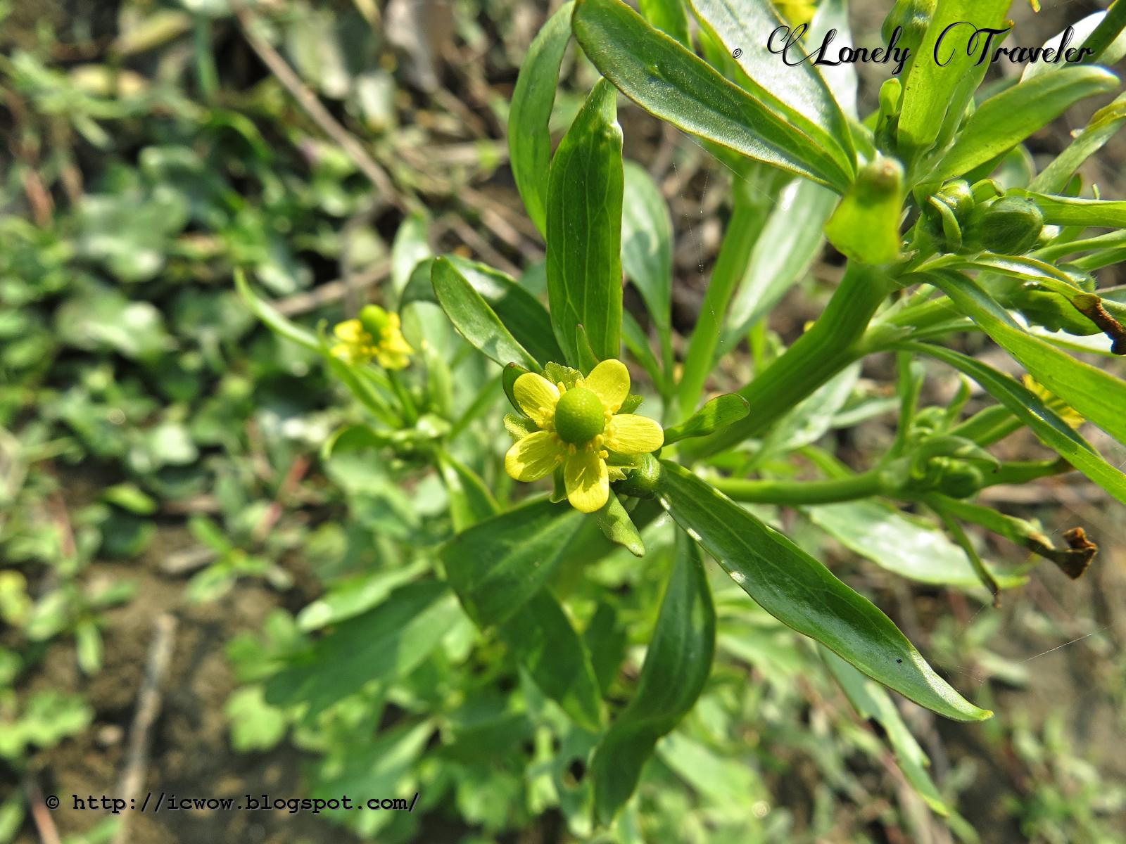 Cursed buttercup - Ranunculus sceleratus