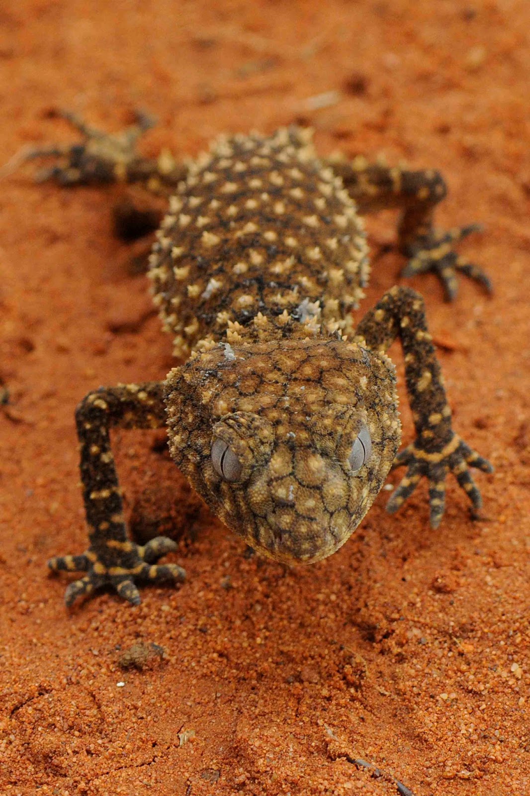 Small Animal Talk: You've met the man, now meet the species named after him