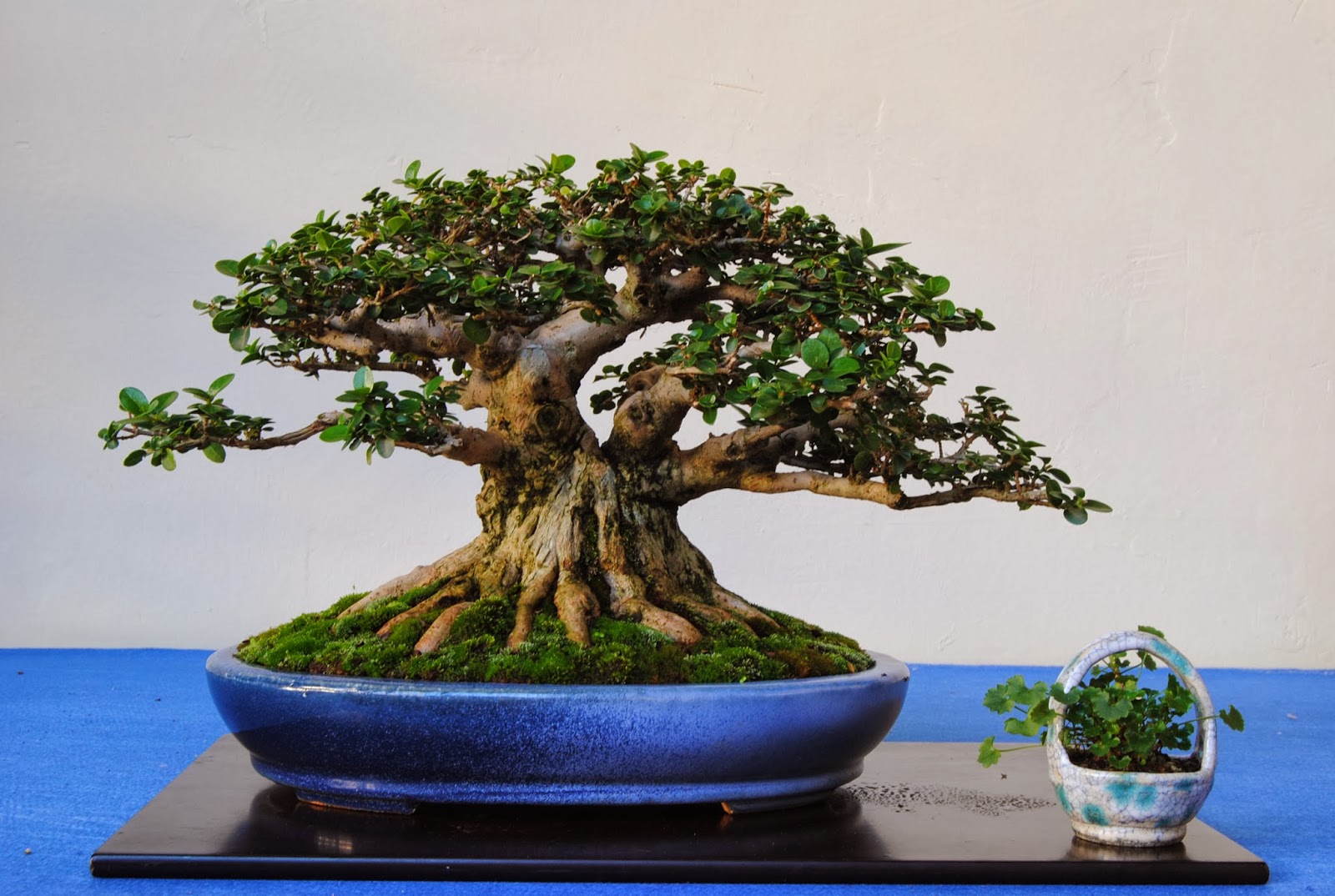 Alisios bonsái: Fotos de la XVIII exposición de bonsái de Puerto de la ...