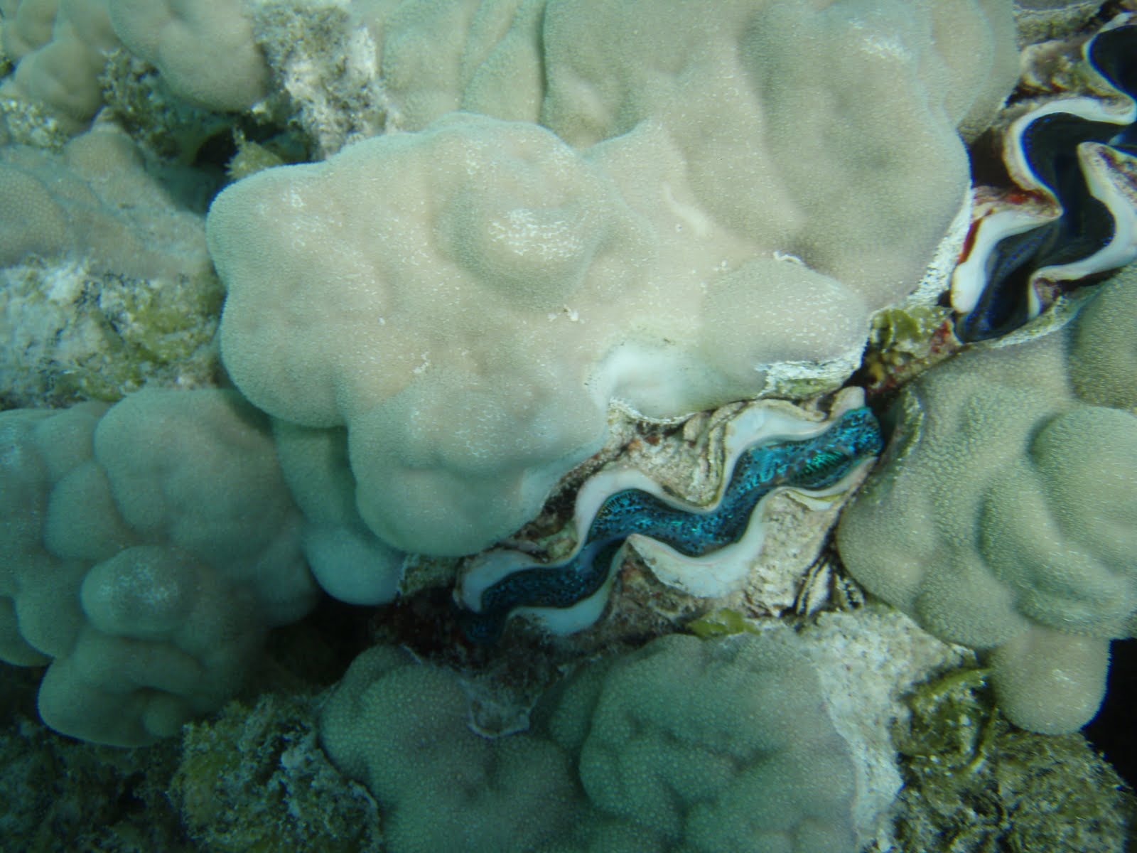 Trautz' travel saga: YOLO in Tahanea Tuamotus