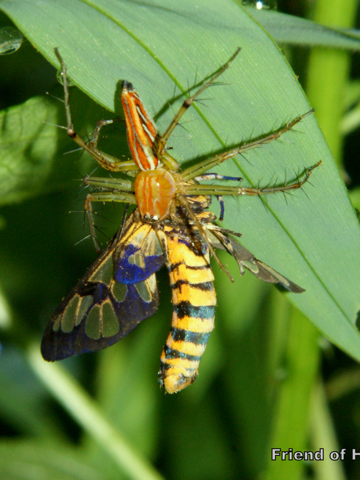 Photographic Wildlife Stories in UK/Hong Kong: Interesting Spiders