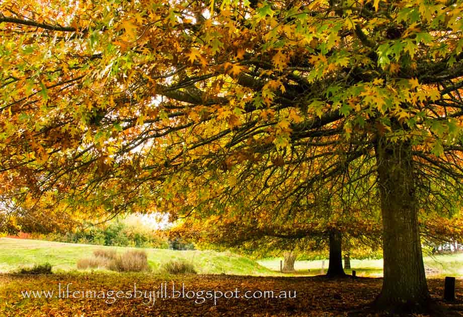 Life Images by Jill: Autumn in the Golden Valley Tree Park, Balingup ...