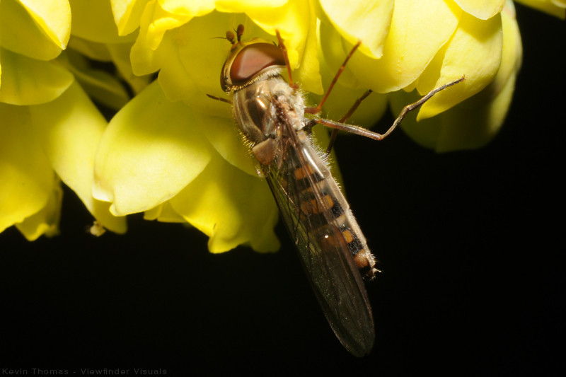 Falmouth Nature Notes : The torment of Trailing Tormentil