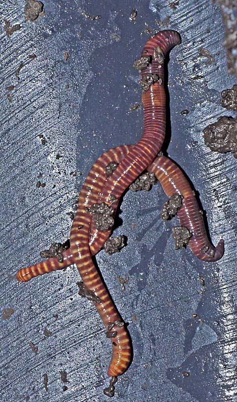 CABINET OF CURIOSITIES: Getting a grip..