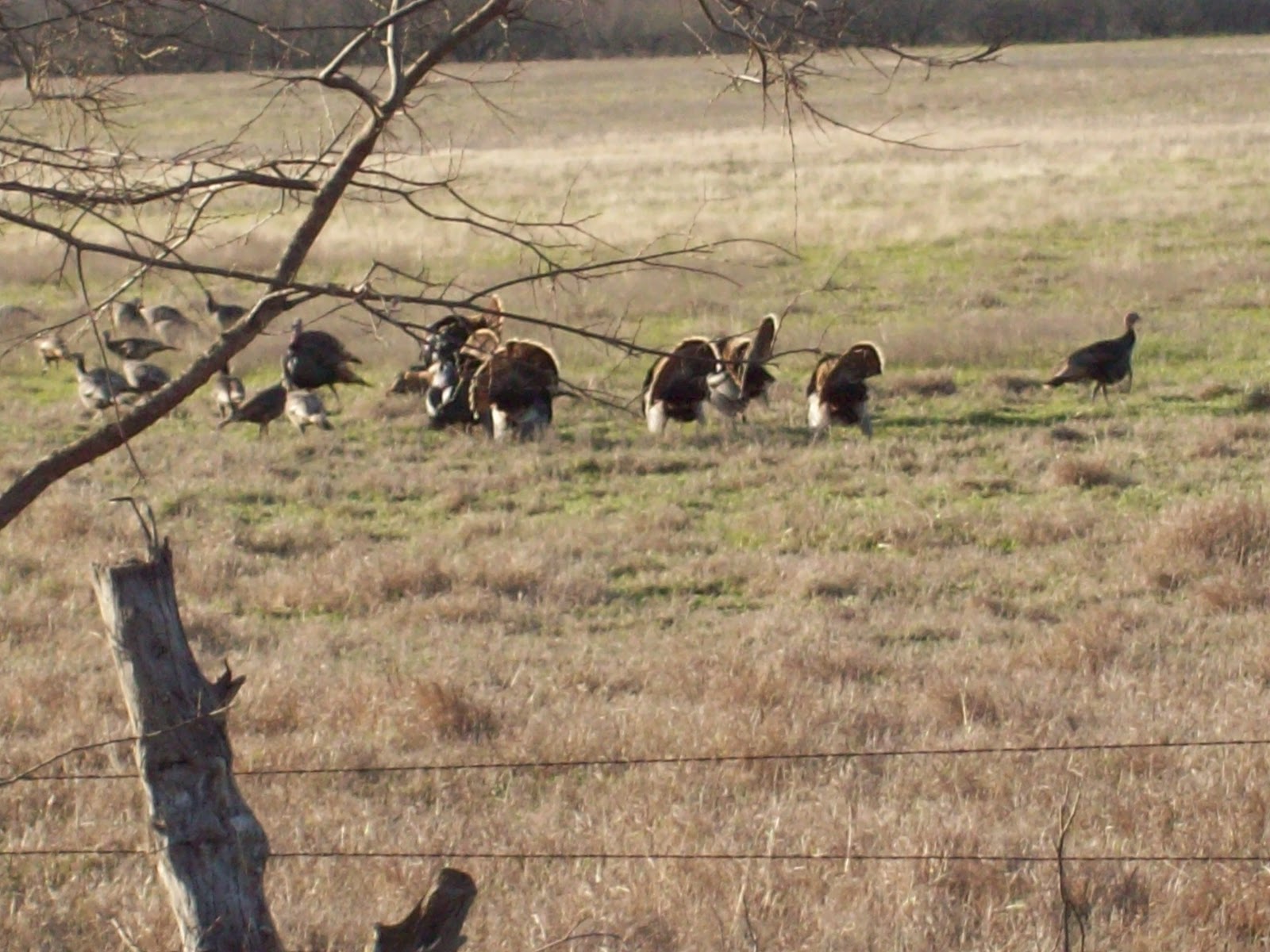 Pecan Corner: First Turkey Days! Thanksgiving Feasts in America 1540 ...