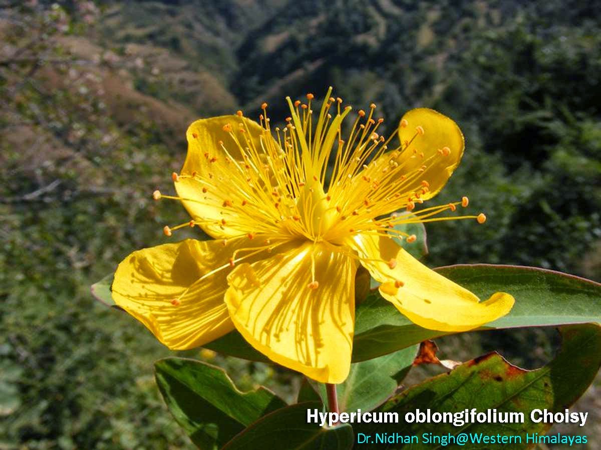 Medicinal Plants: Hypericum oblongifolium