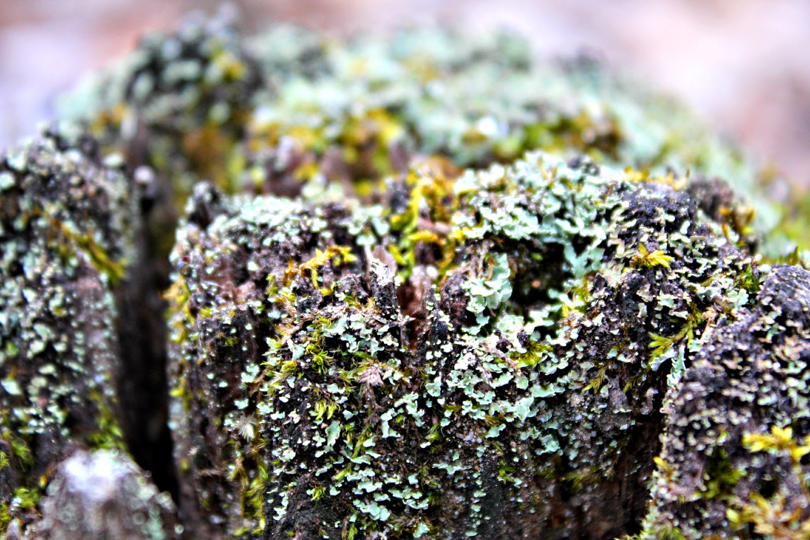 Around Roanoke, VA (A Daily Photo Blog): Moss