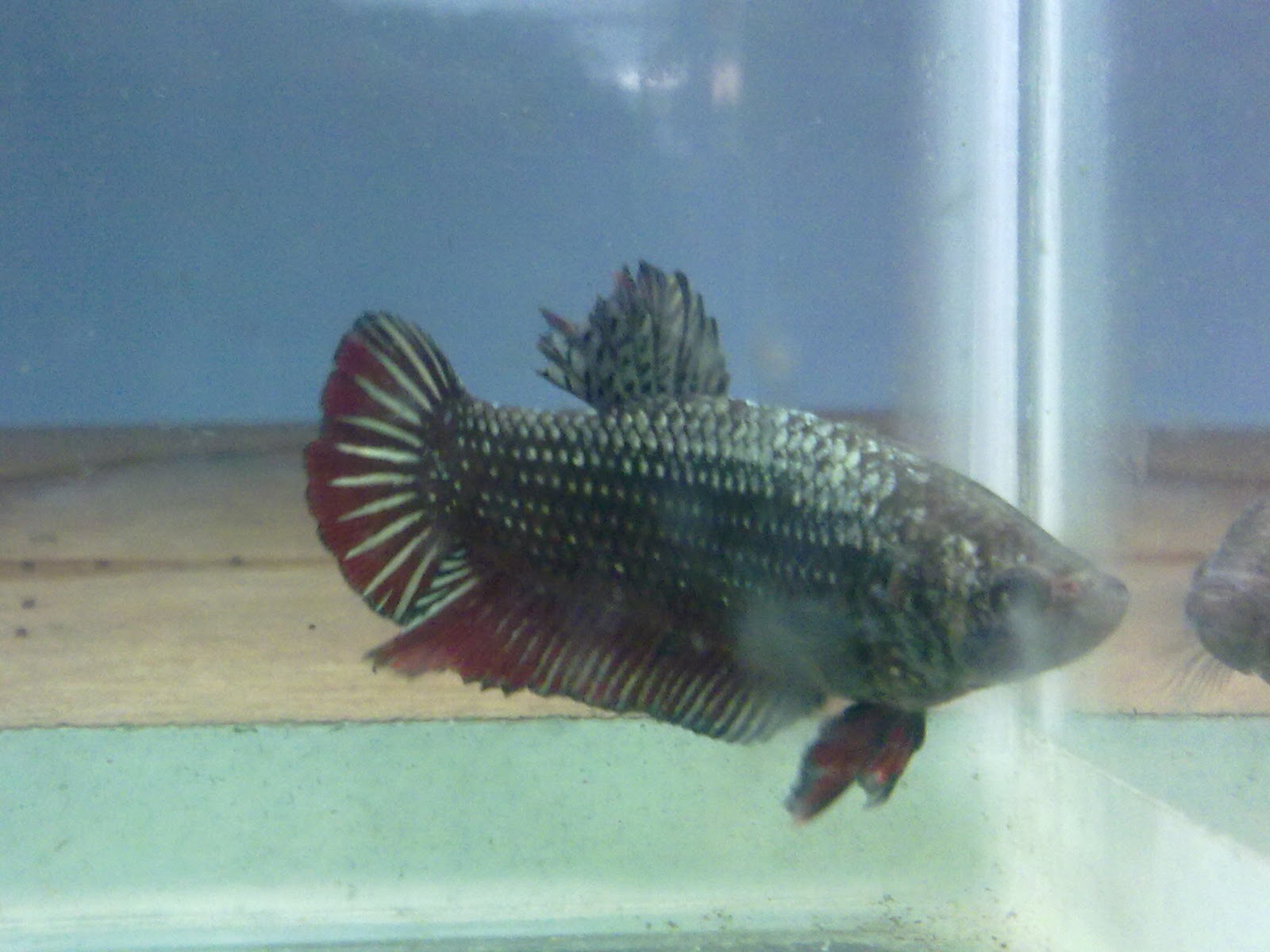 BettaLover - Betta for Sale: HMPK Copper Red Female 1 : RM45